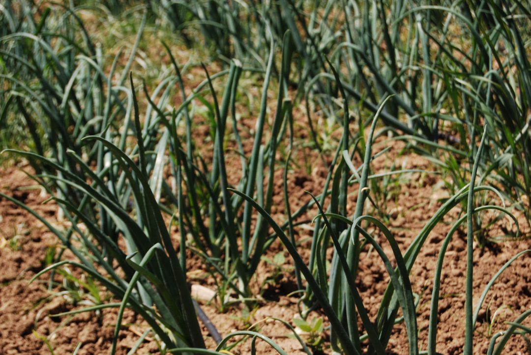 Cebolleta | HORTOVENTAS