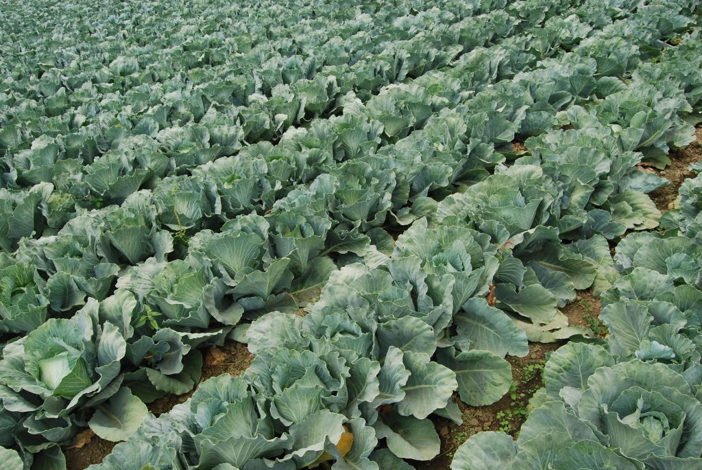 Repollo | HORTOVENTAS