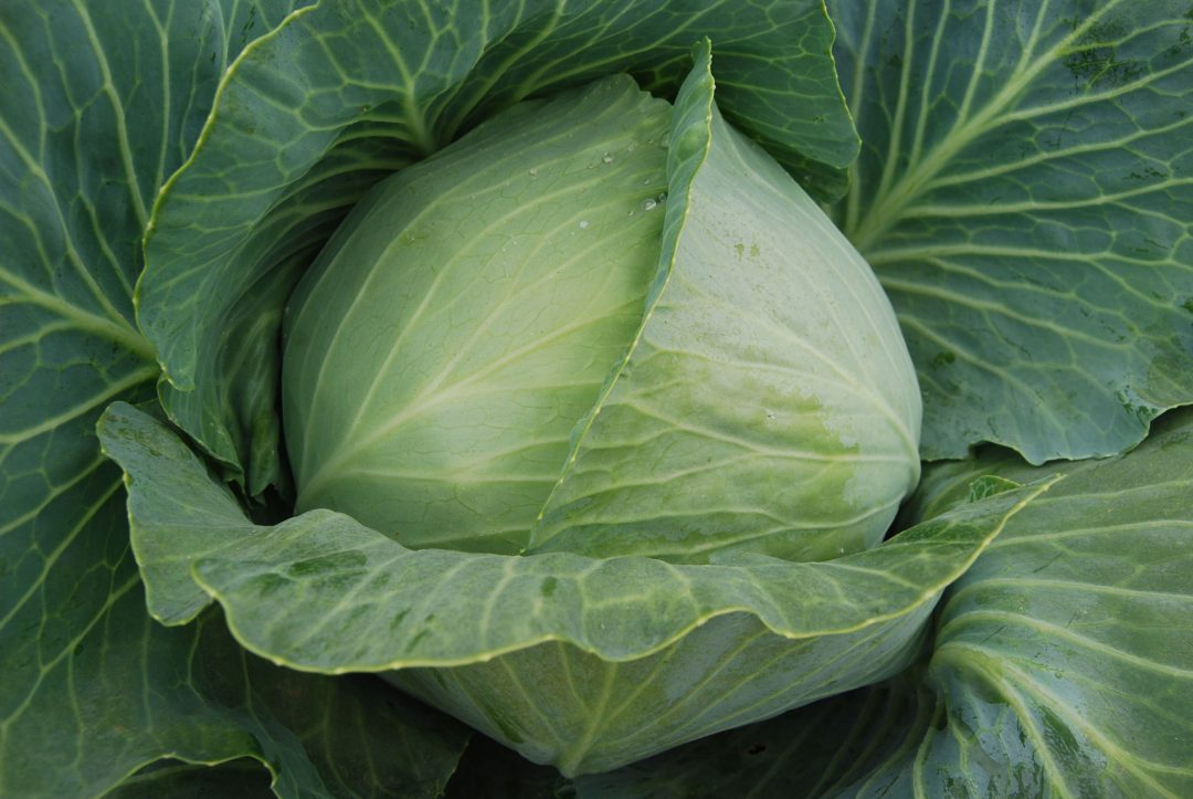 Repollo | HORTOVENTAS